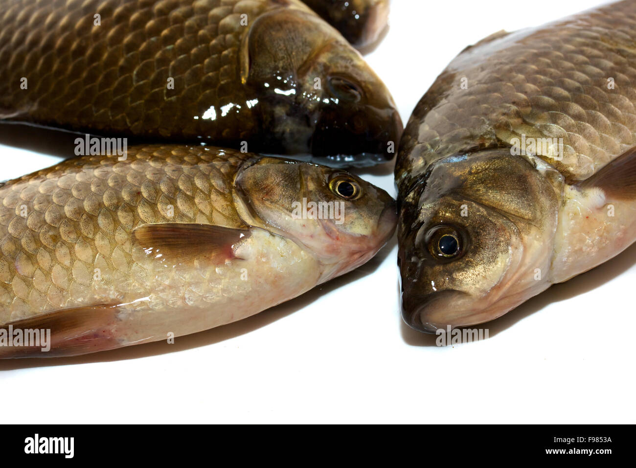 fresh crucian isolated on white background Stock Photo - Alamy