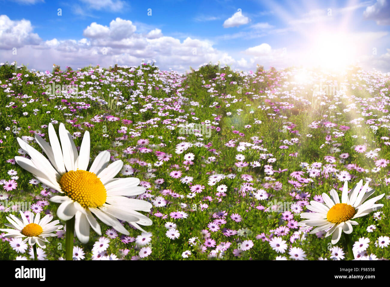 Happy Field of Colorful Daisies With Bright Sun Flare Stock Photo - Alamy