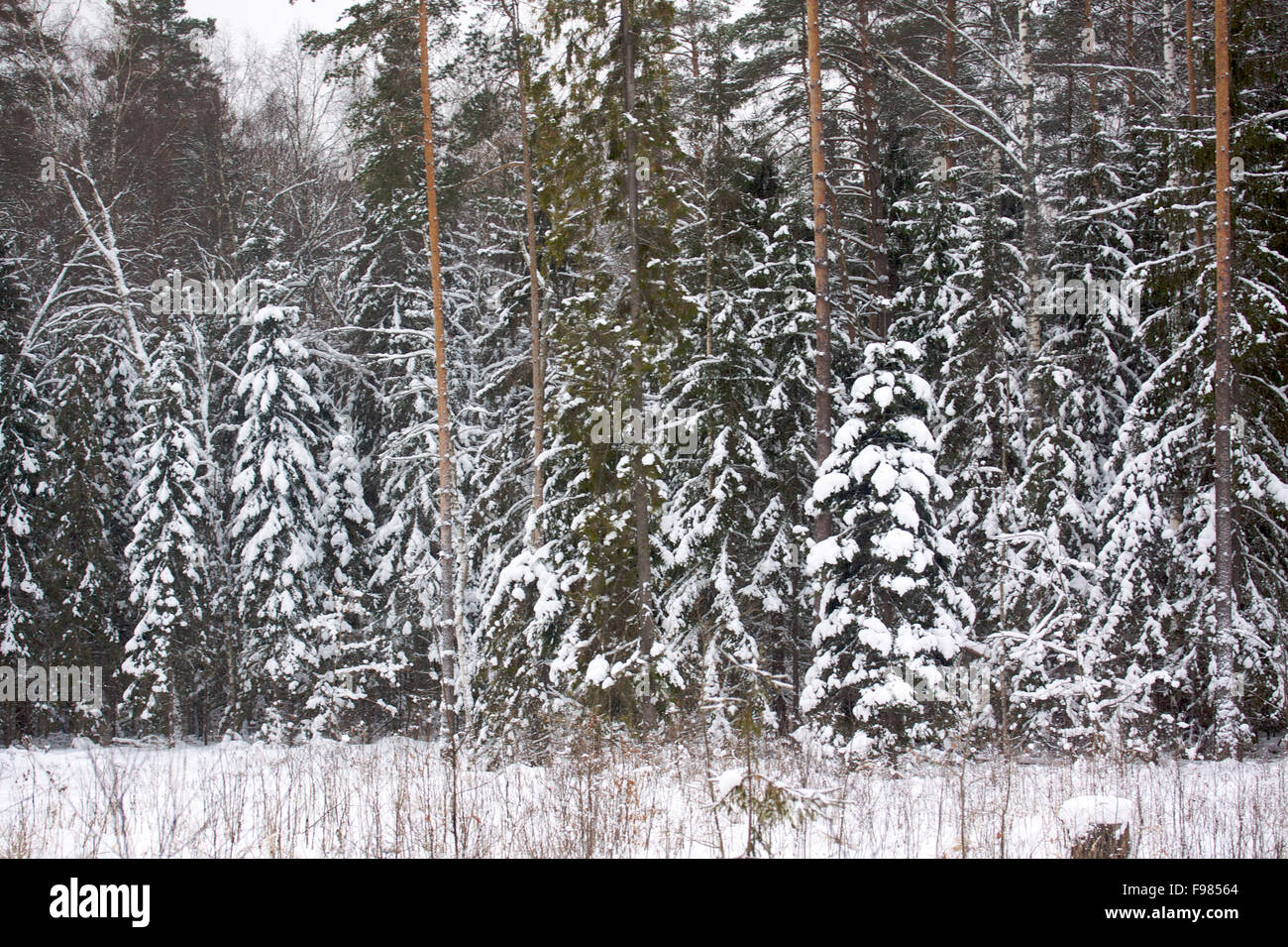 Beautiful winter snowy landscape Stock Photo - Alamy
