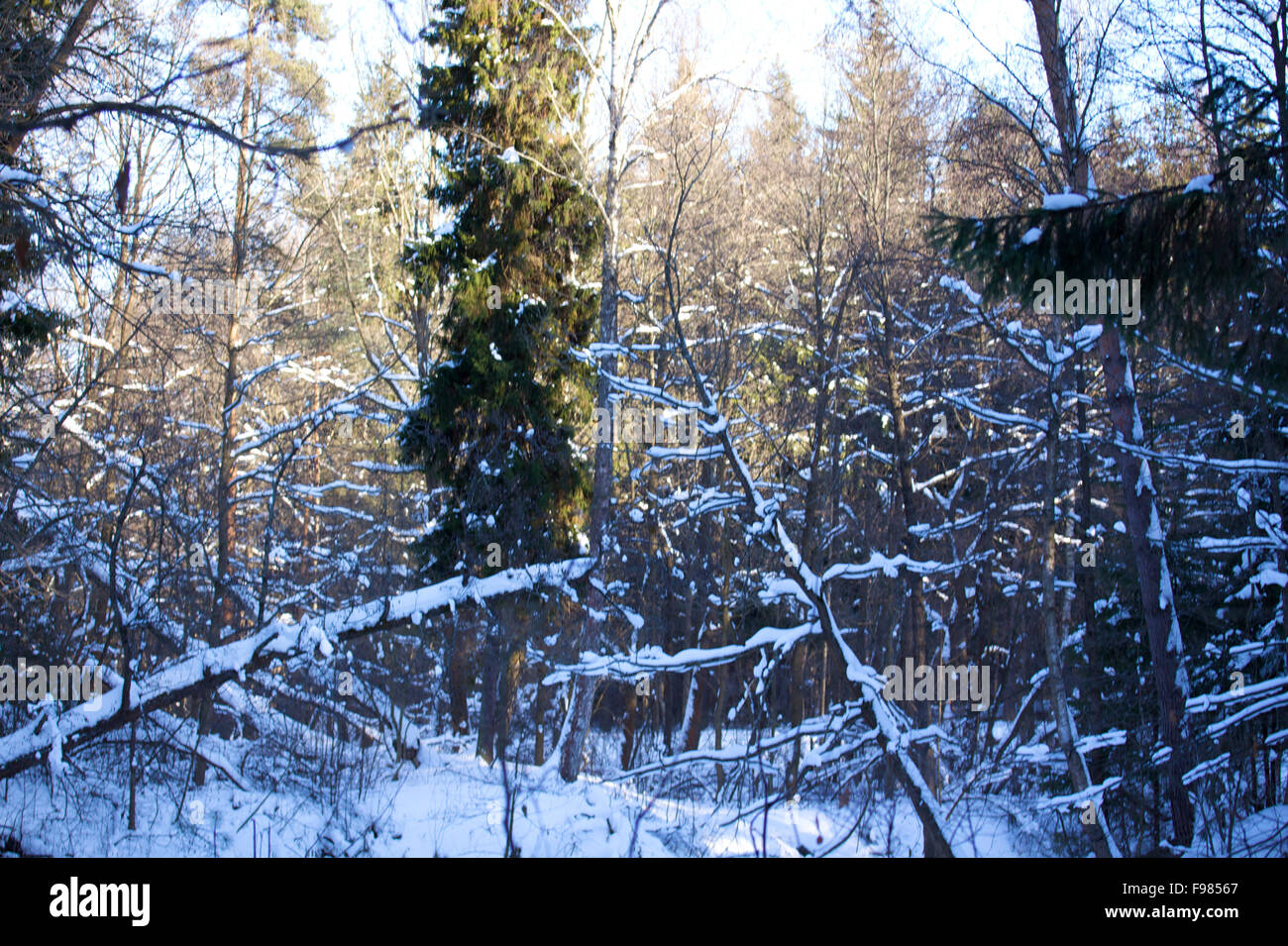 Beautiful winter forest landscape in Russia Stock Photo - Alamy