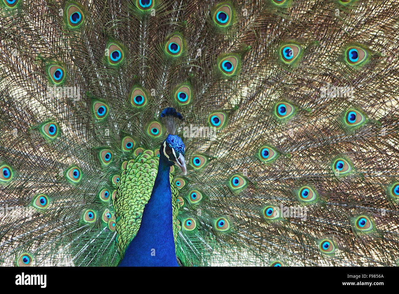 Striking Peacock Male Bird Stock Photo - Alamy