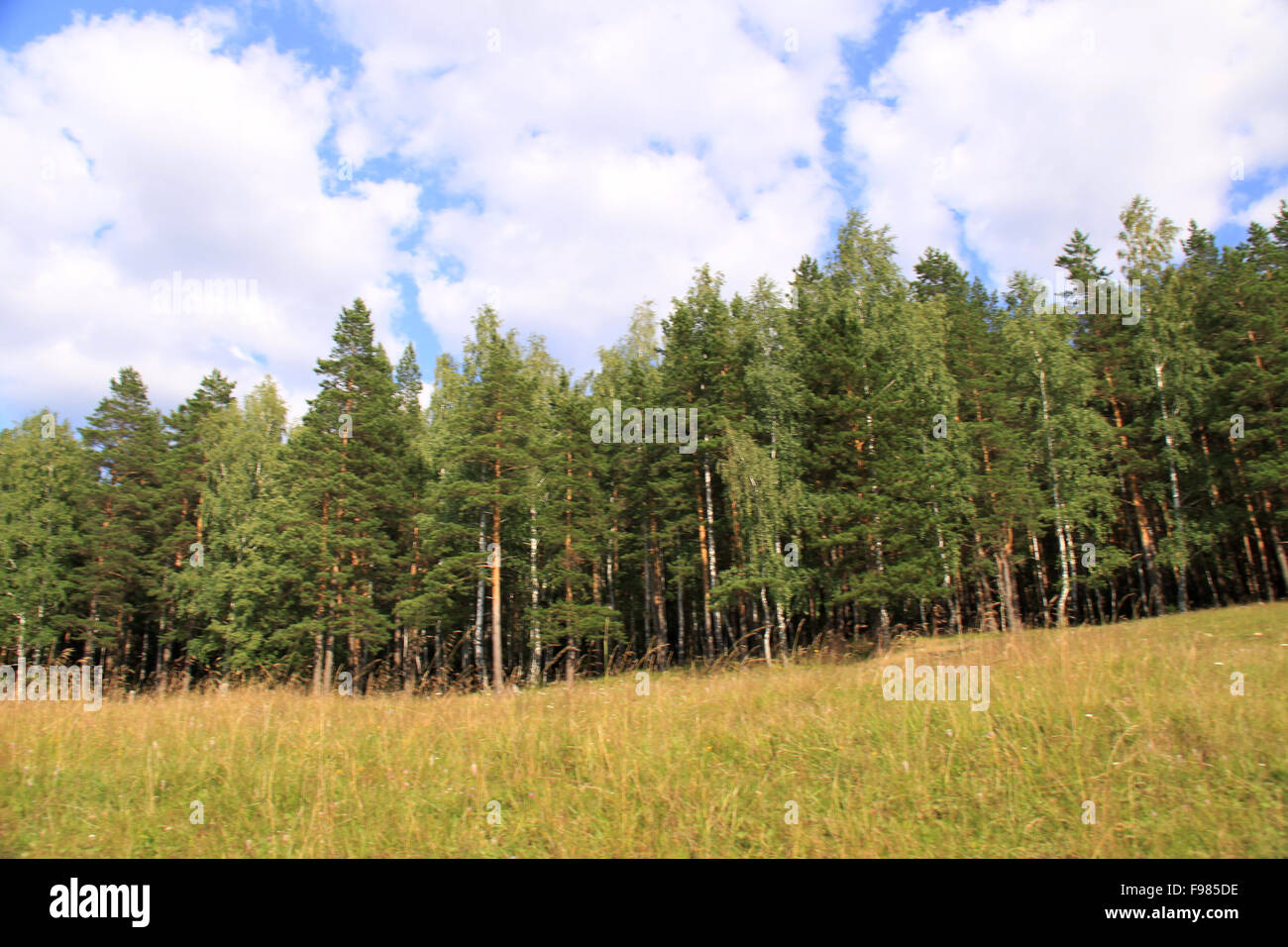 the edge of forest Stock Photo - Alamy