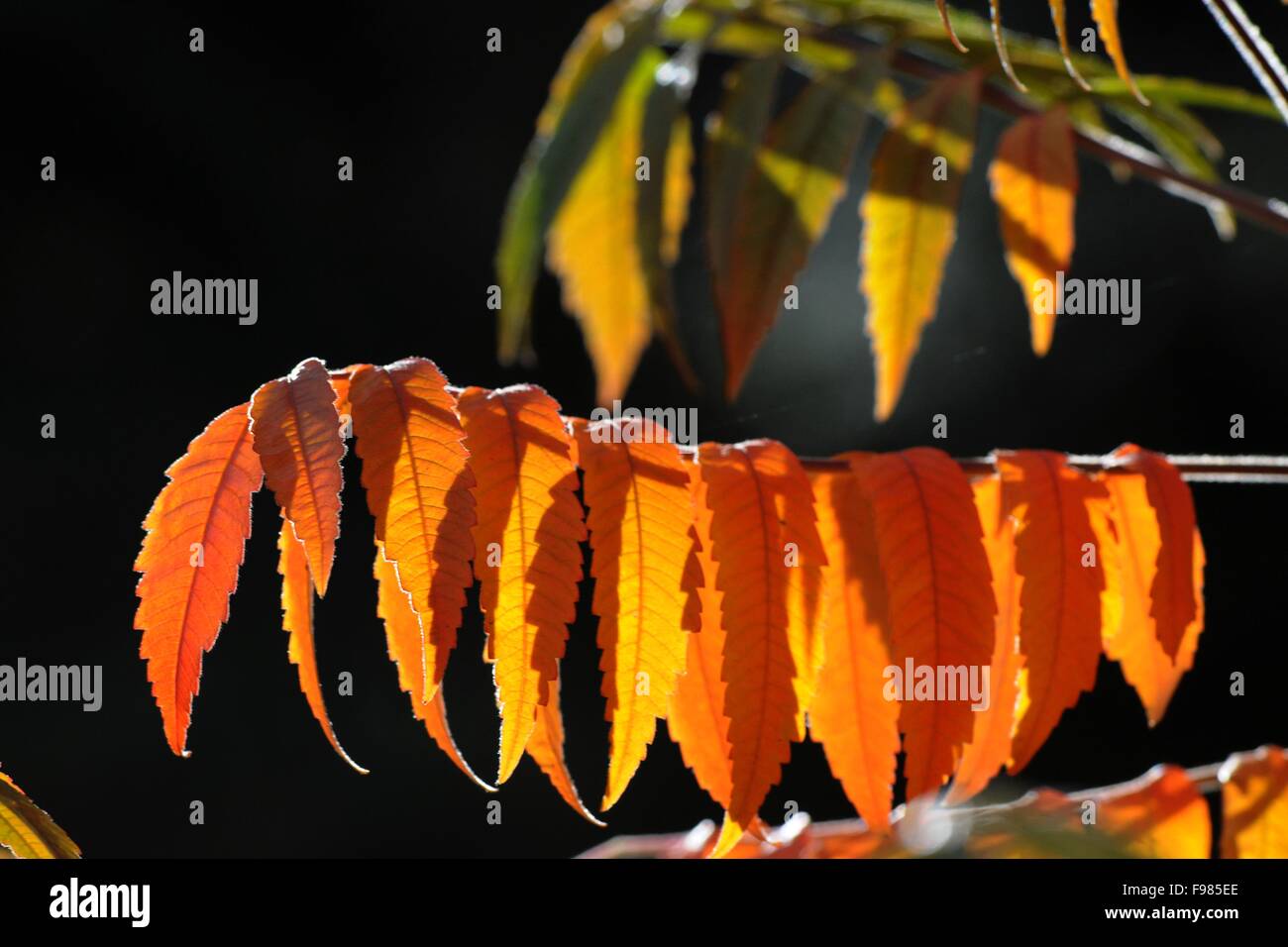 Staghorn sumac leaves in fall Stock Photo - Alamy