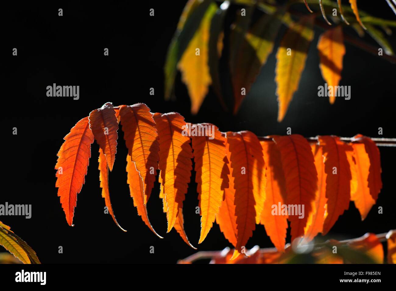 Sumac leaves hi-res stock photography and images - Alamy