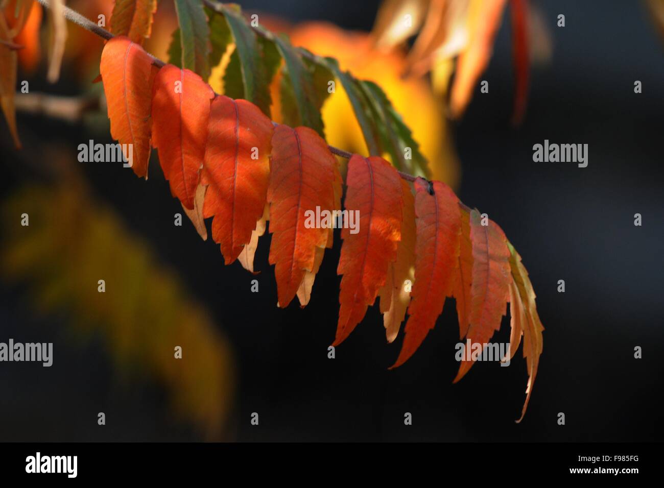 Staghorn sumac leaves in fall Stock Photo - Alamy
