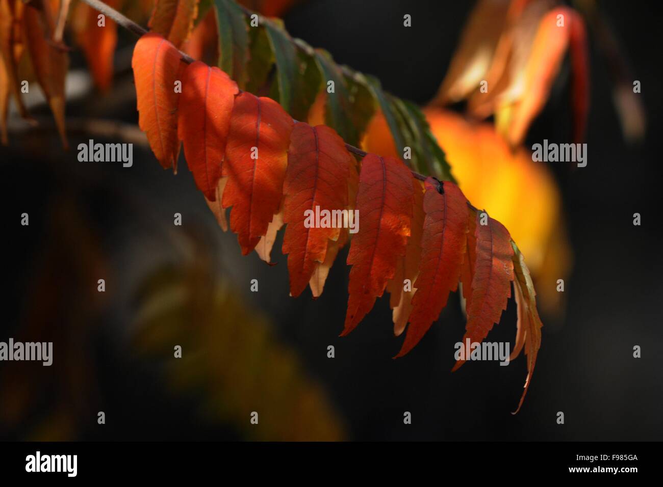 Staghorn sumac leaves in fall Stock Photo - Alamy