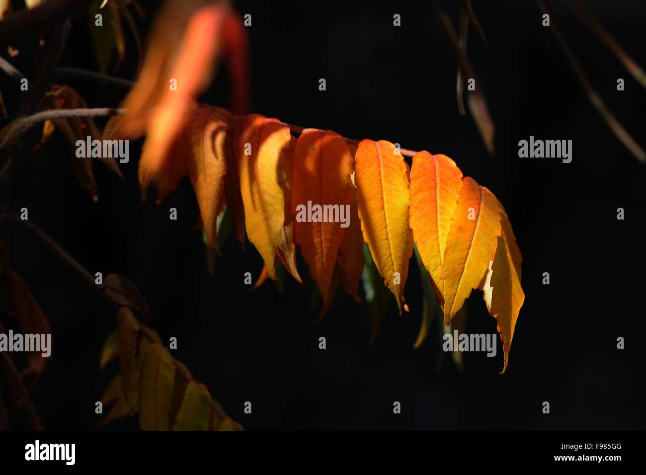 Staghorn sumac leaves in fall Stock Photo - Alamy