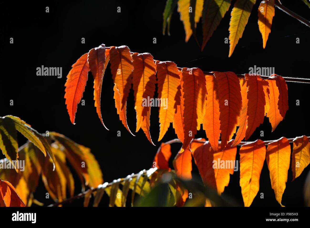 Staghorn sumac leaves in fall Stock Photo - Alamy