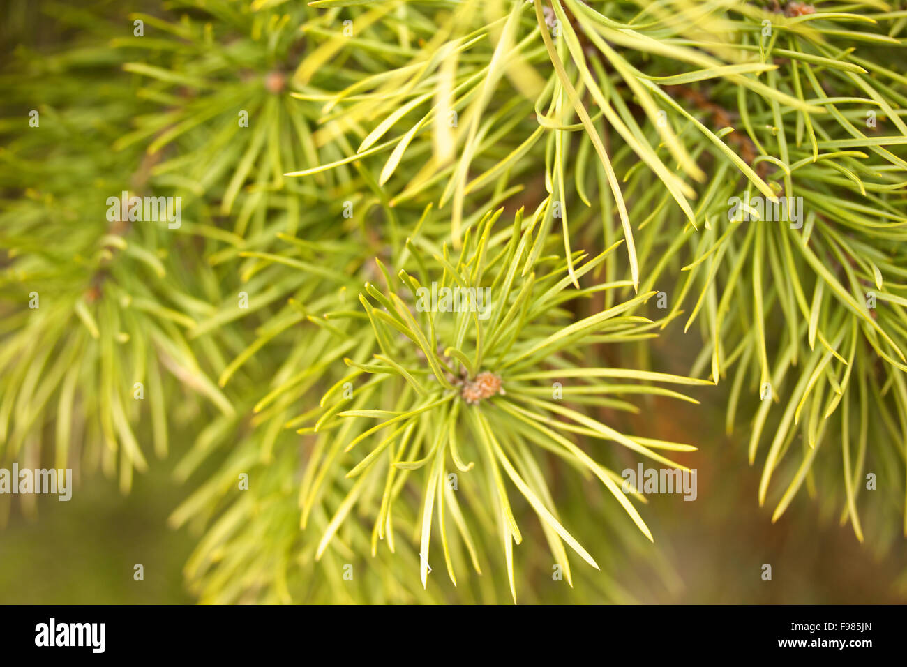 Young pine tree branch Stock Photo - Alamy