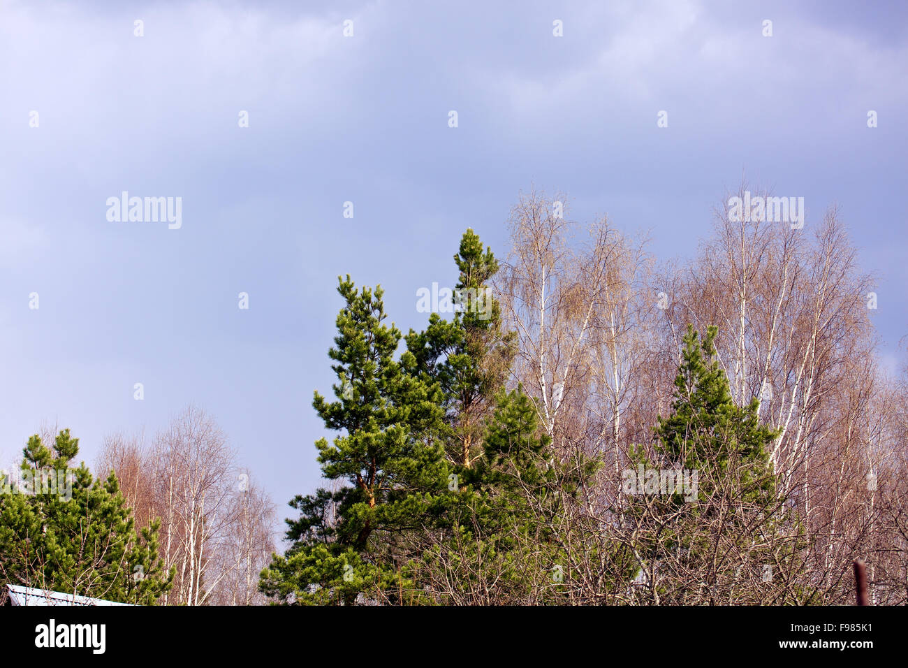 Young pine tree branch Stock Photo - Alamy