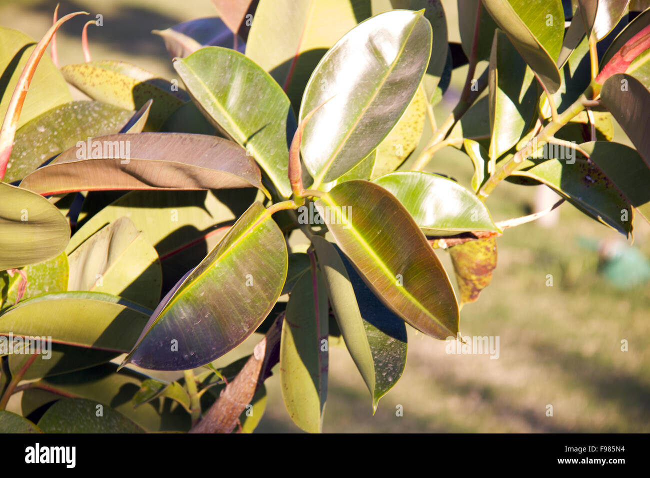 Home plant (ficus) leave Stock Photo - Alamy
