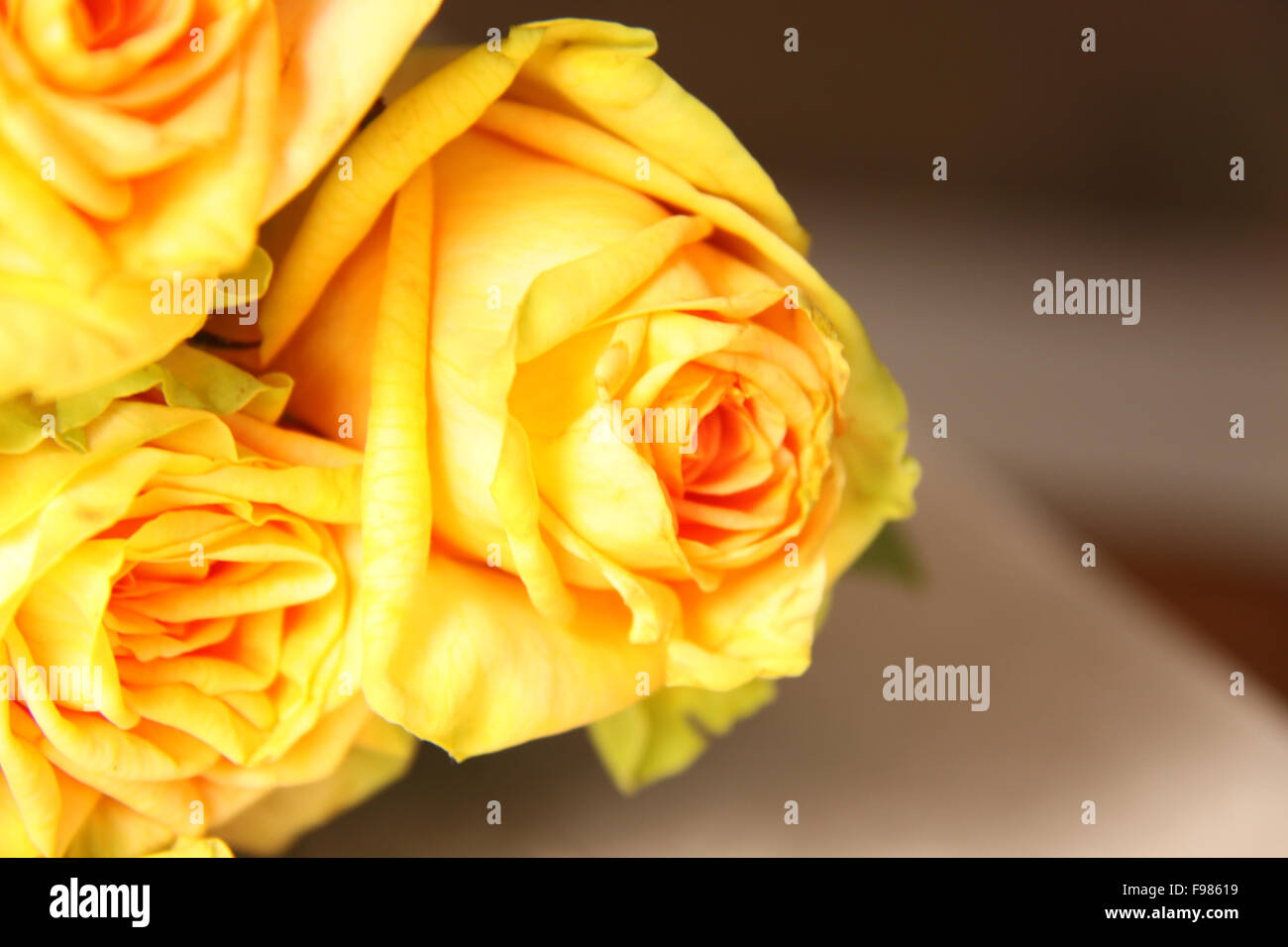 bright yellow roses Stock Photo - Alamy