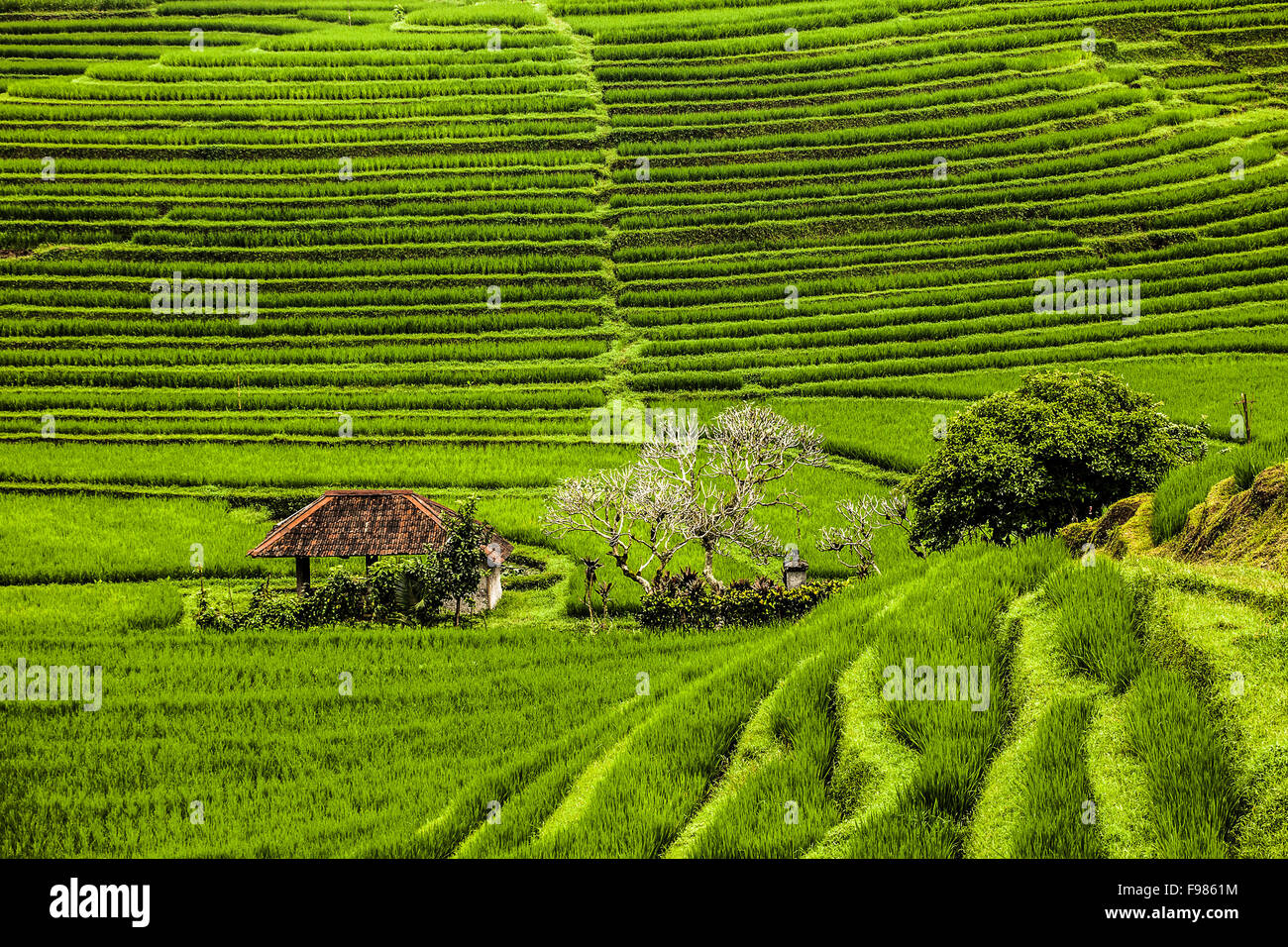 Rice terraces on Bali Stock Photo - Alamy