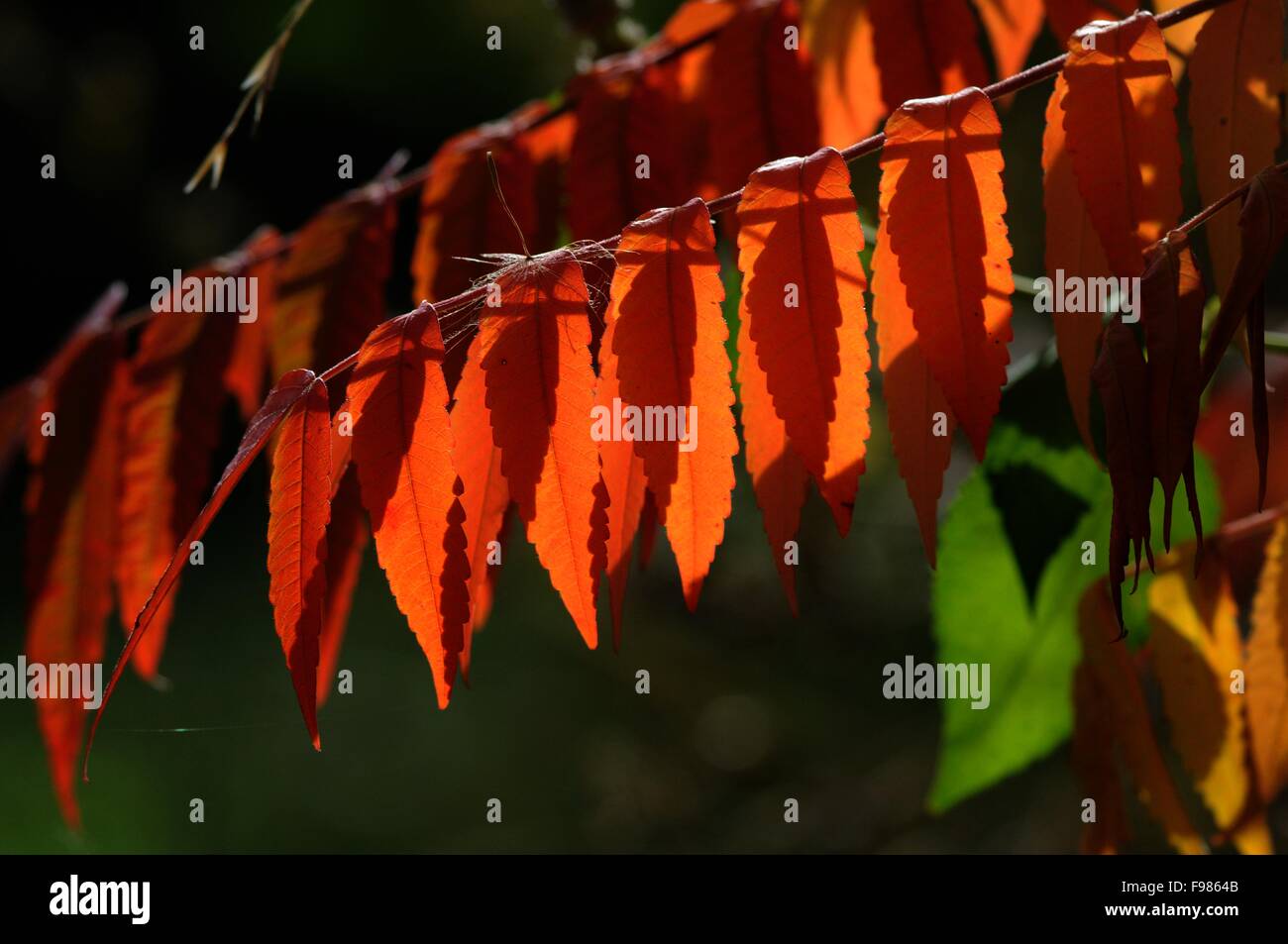 Staghorn sumac leaves in fall Stock Photo - Alamy