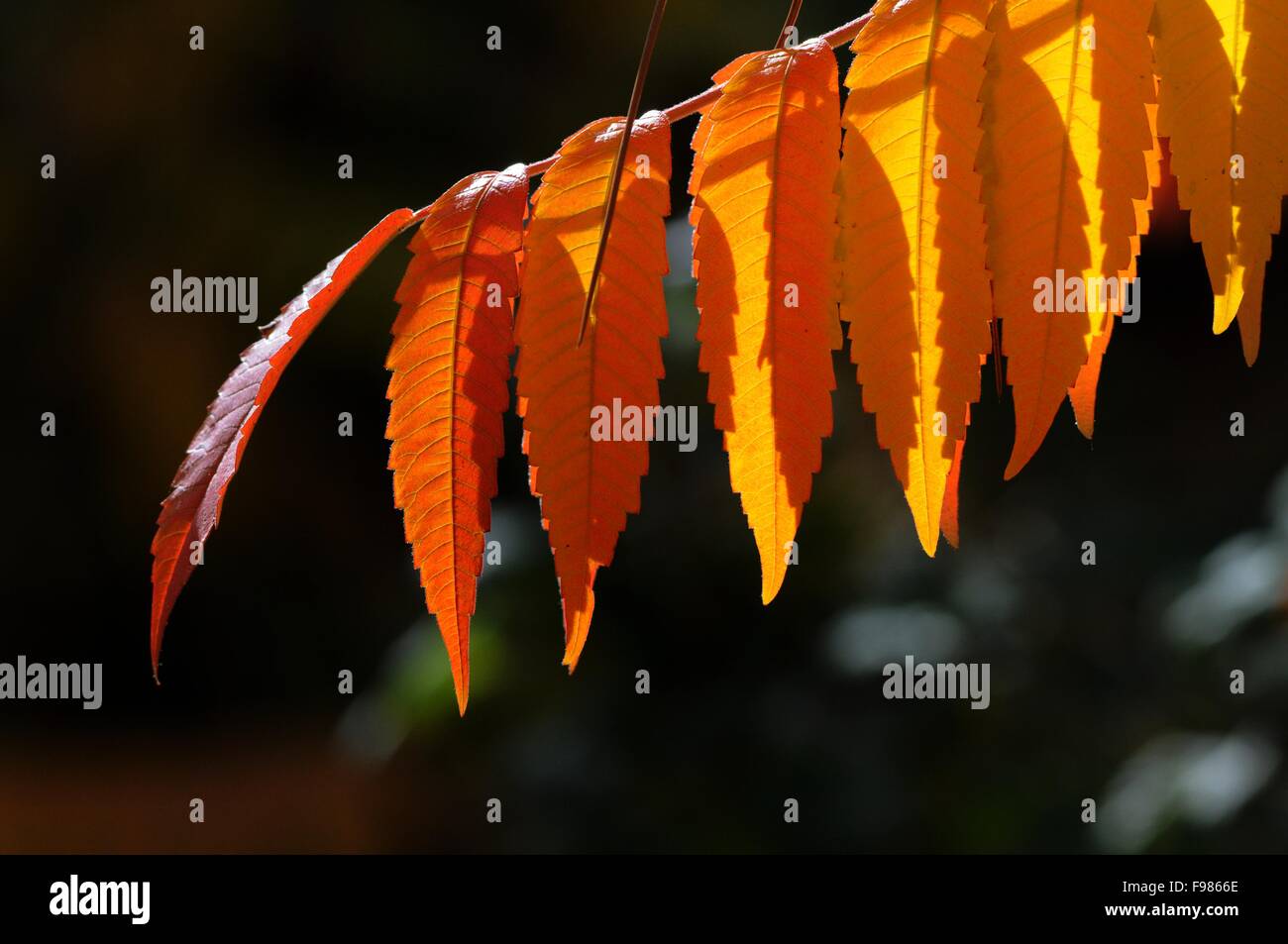 Staghorn sumac leaves in fall Stock Photo - Alamy