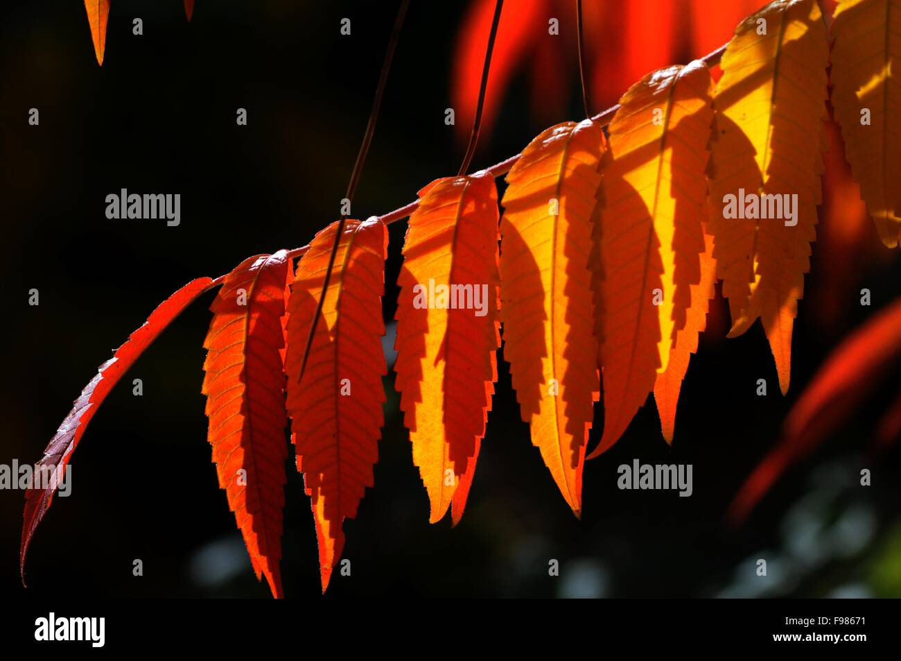 Staghorn sumac leaves in fall Stock Photo - Alamy