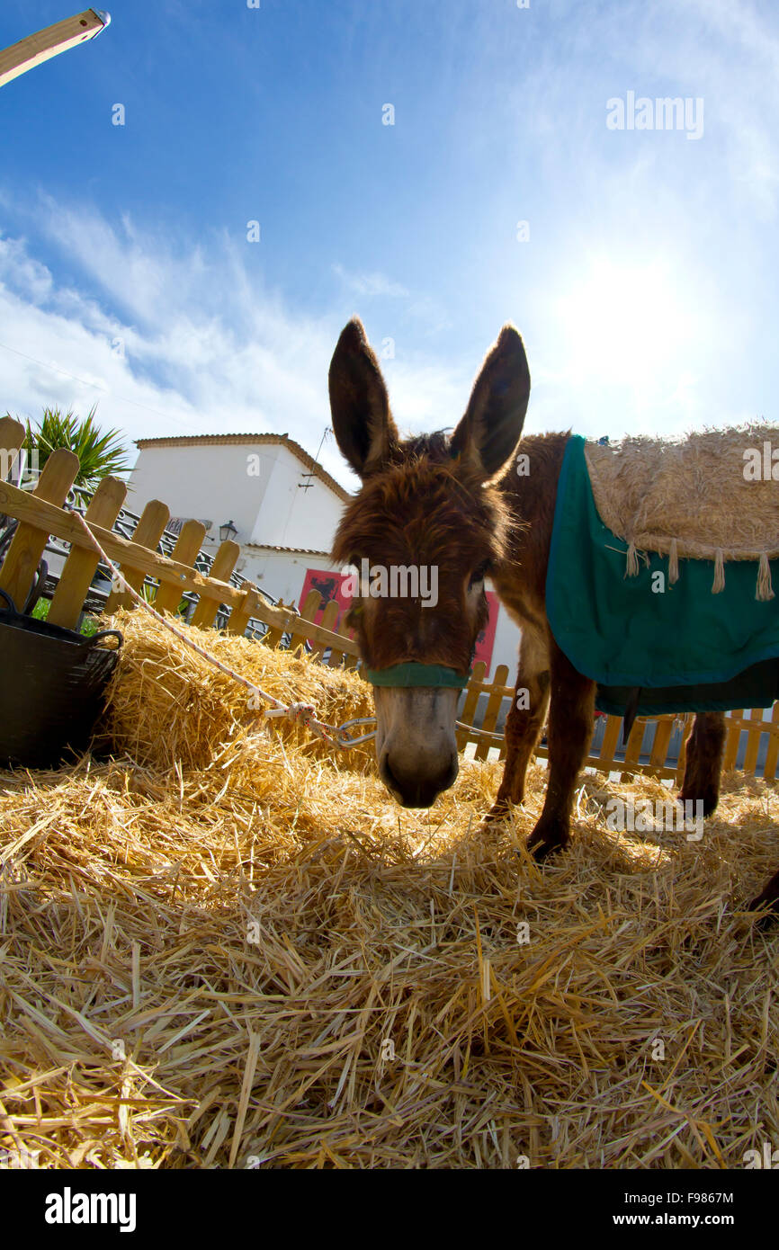 Farmland and Donkey head portrait Stock Photo - Alamy
