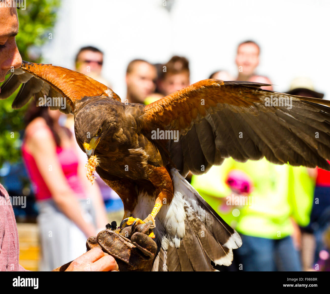display of birds of prey, golden eagle Stock Photo - Alamy