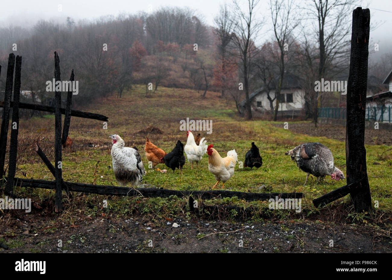 Domestic birds hi-res stock photography and images - Alamy