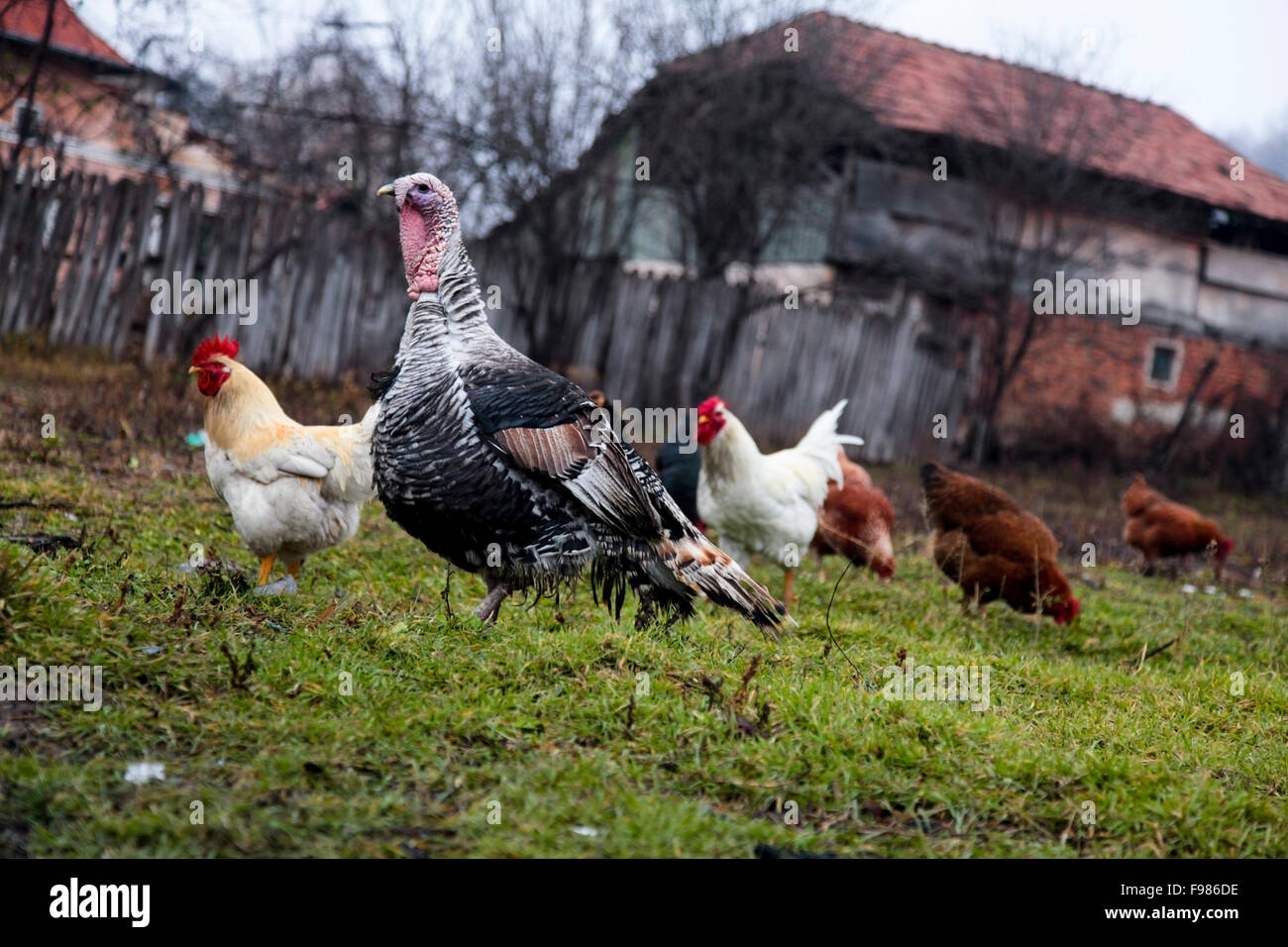 Domestic birds hi-res stock photography and images - Alamy