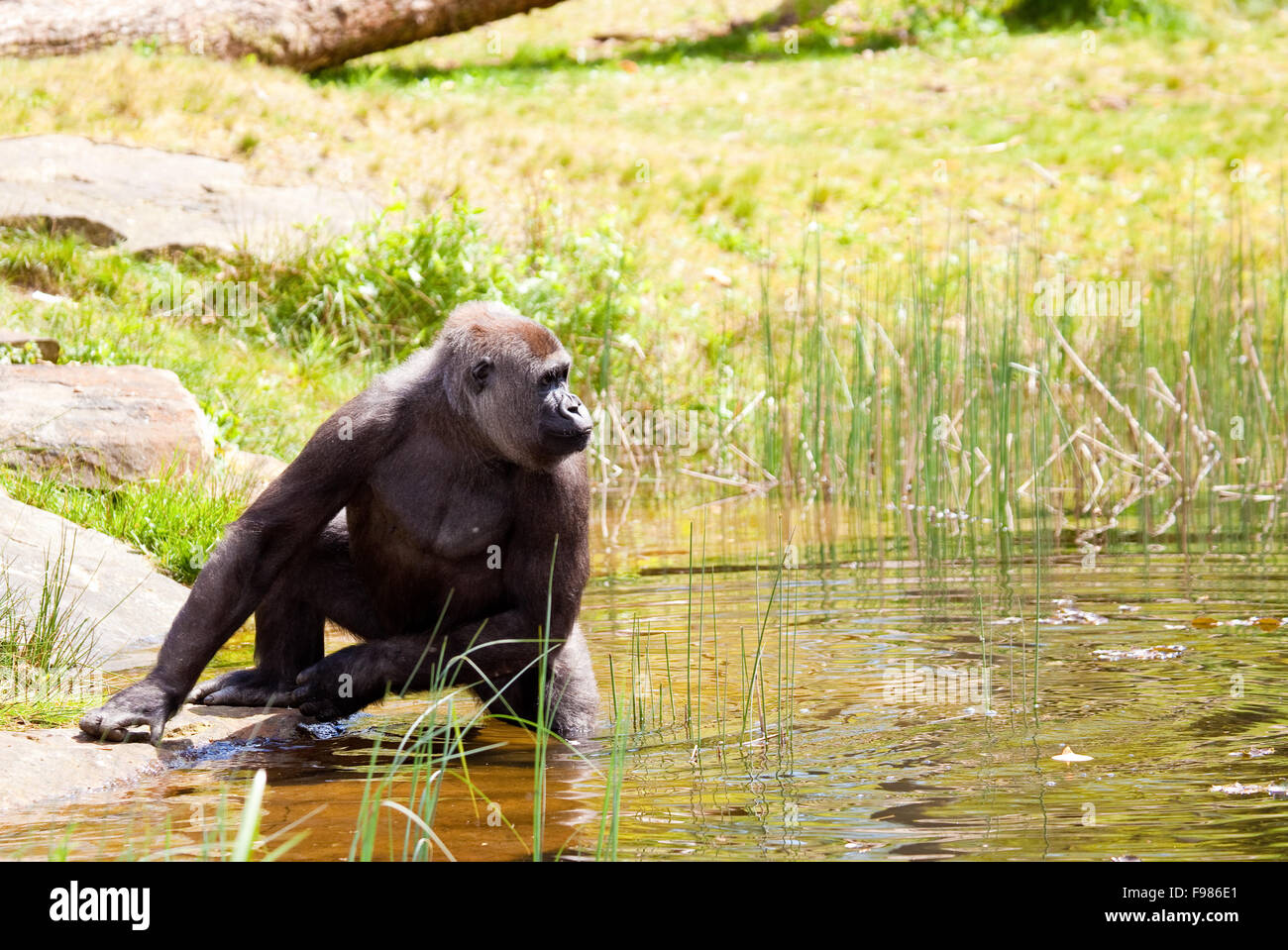 Ape reaching hi-res stock photography and images - Alamy
