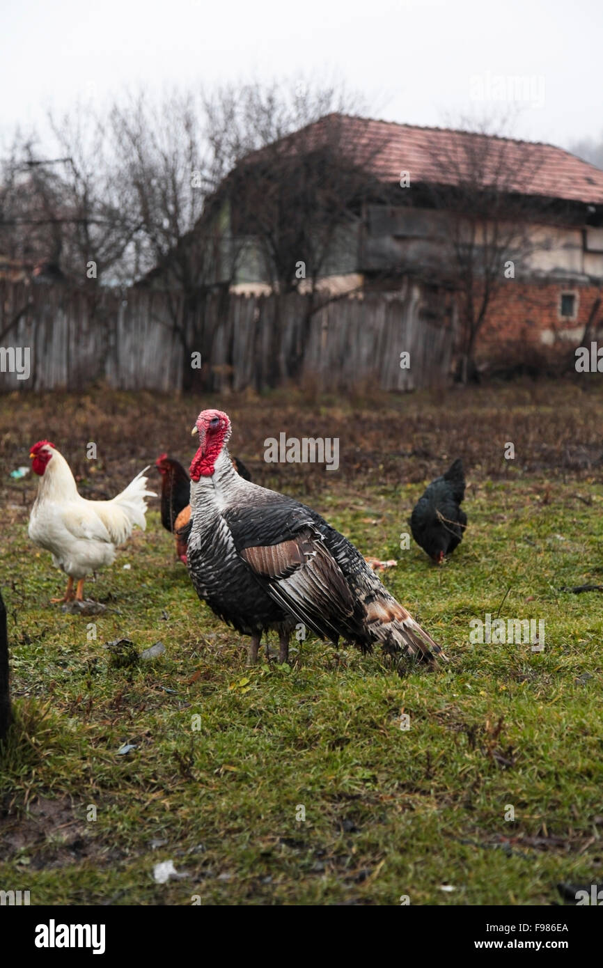 Domestic birds hi-res stock photography and images - Alamy