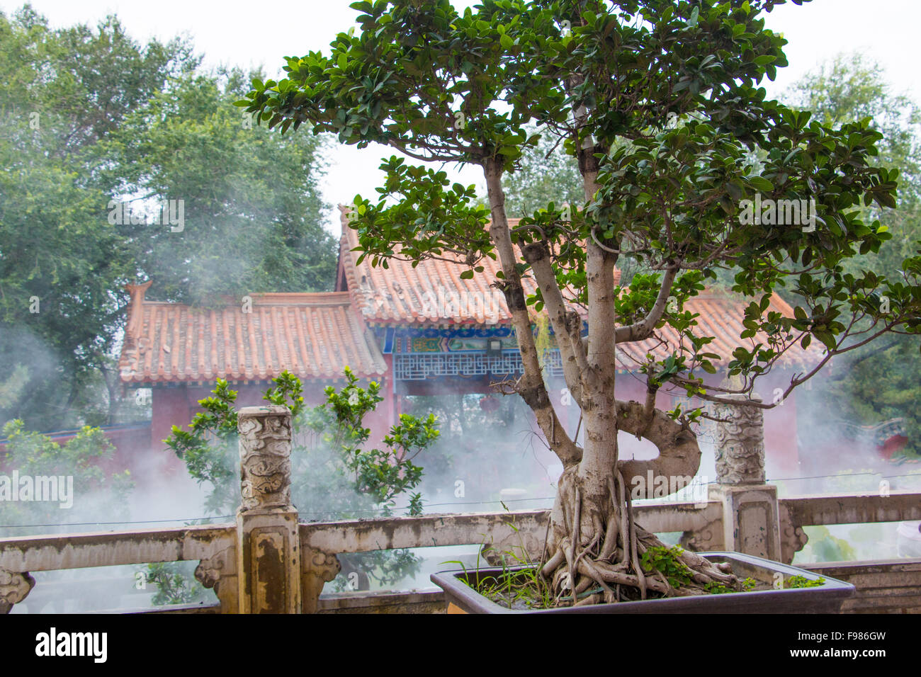 Giant bonsai in chinese garden with chinese buildings in the background ...