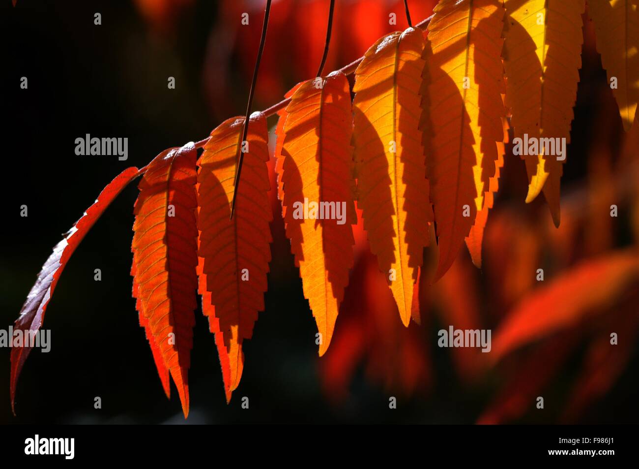 Staghorn sumac leaves in fall Stock Photo - Alamy