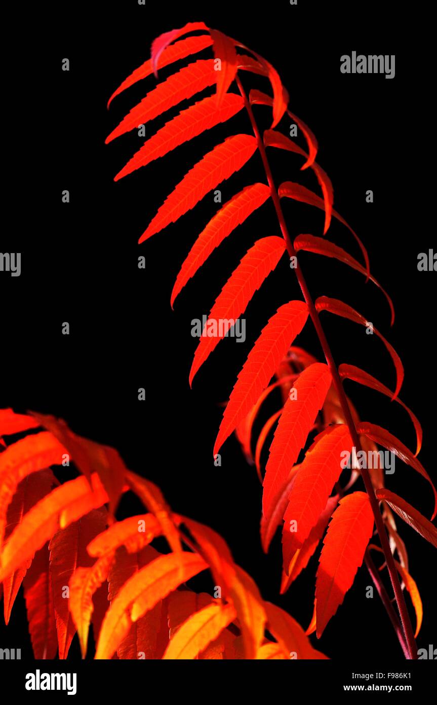 Staghorn sumac leaves in fall Stock Photo - Alamy