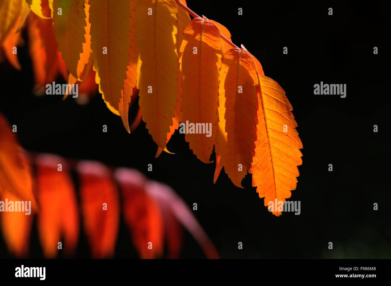 Staghorn sumac leaves in fall Stock Photo - Alamy