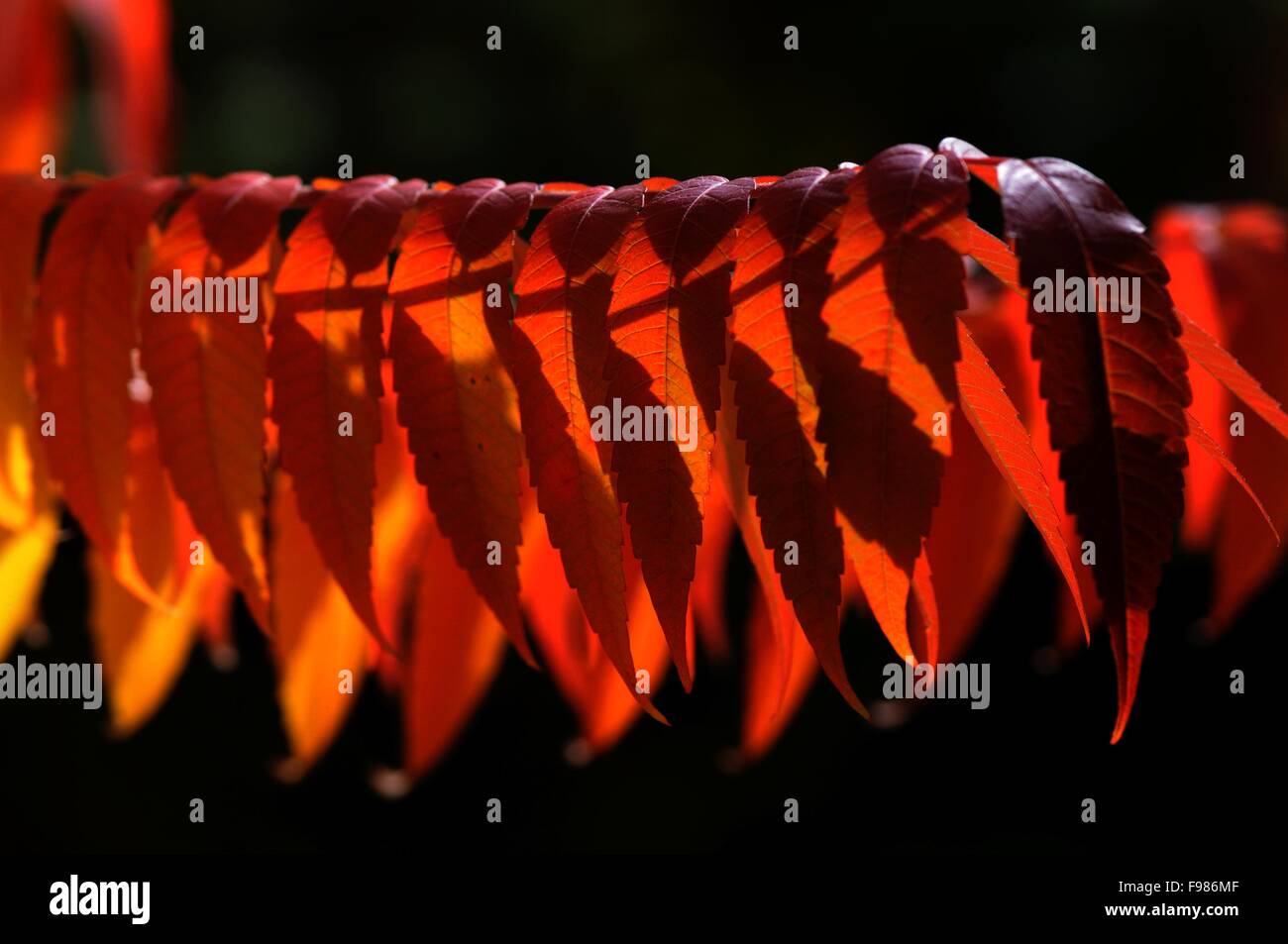 Staghorn sumac leaves in fall Stock Photo - Alamy