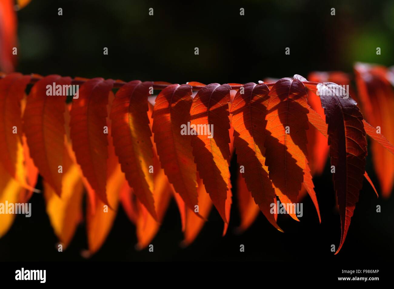 Staghorn sumac leaves in fall Stock Photo - Alamy
