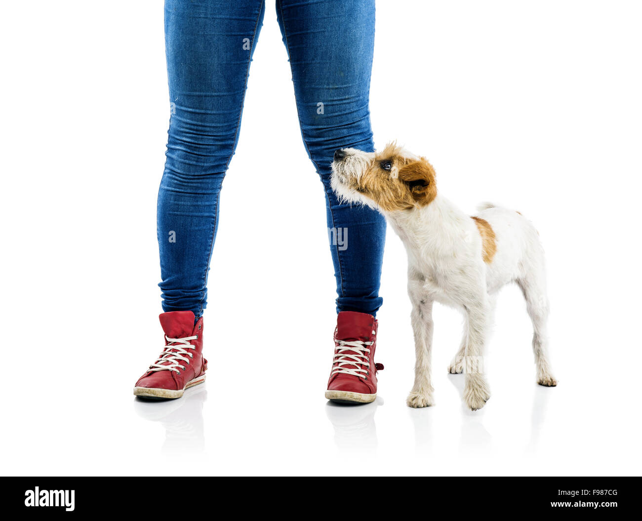 Cute parson russell terrier dog begging to play at owner's feet ...