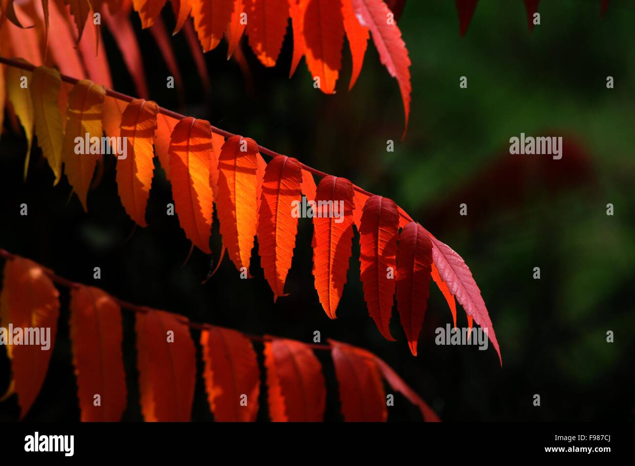 Staghorn sumac leaves in fall Stock Photo - Alamy