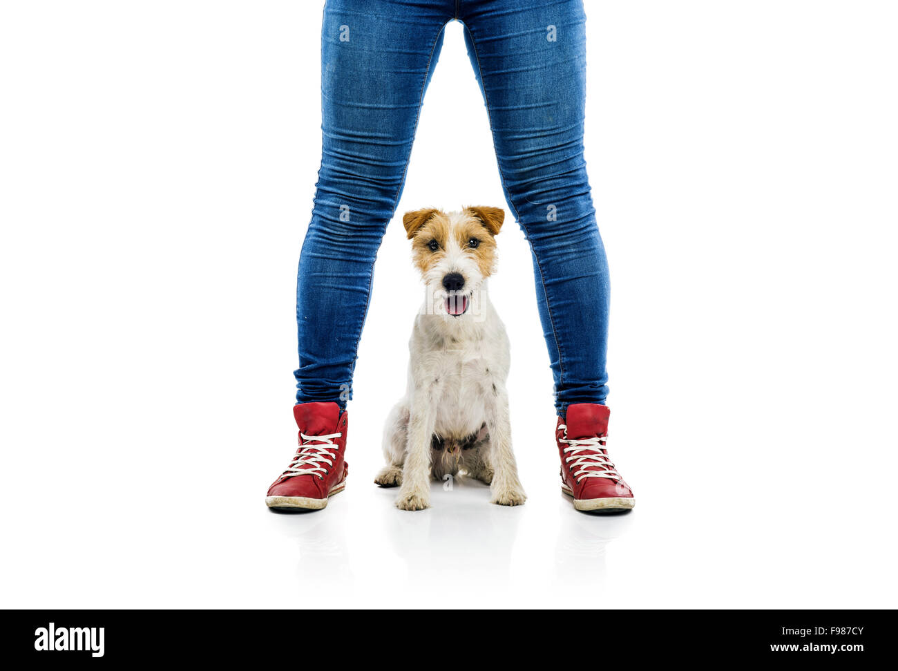Cute parson russell terrier dog begging to play at owner's feet ...