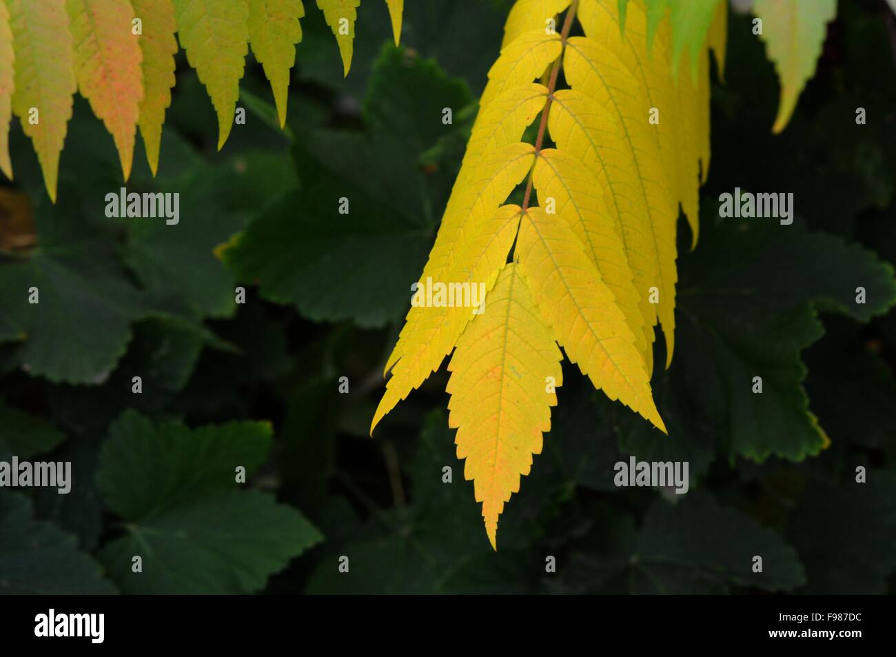 Yellow sumac hi-res stock photography and images - Alamy