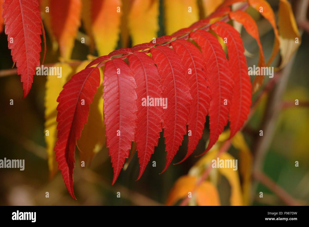 Yellow sumac hi-res stock photography and images - Alamy
