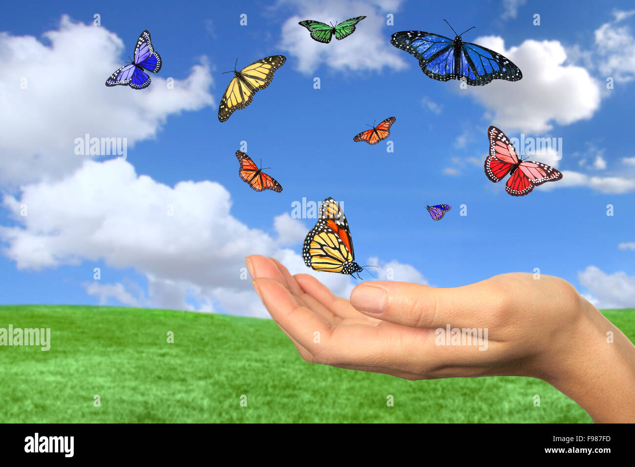 Pretty Pictures Of Butterflies