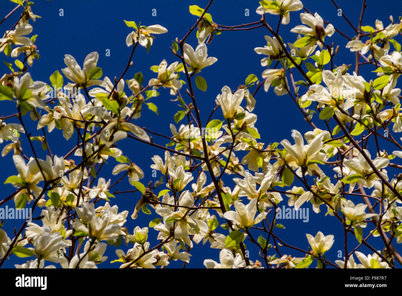 Blossoming of magnolia flowers in spring time Stock Photo - Alamy