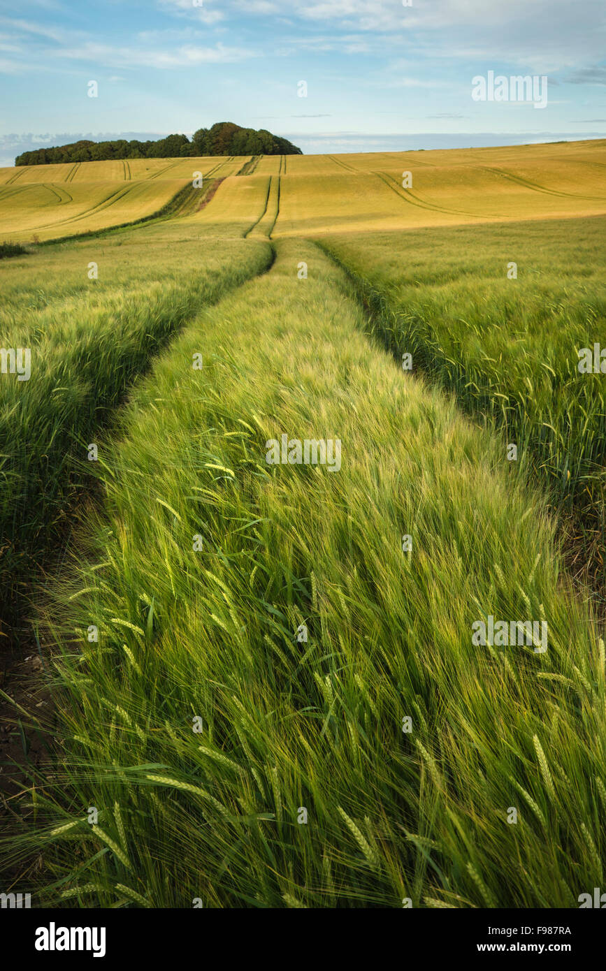 Summer landscape over agricultural farm fields of crops Stock Photo - Alamy