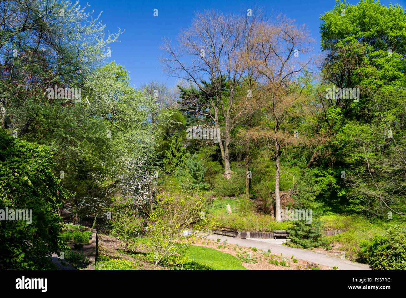 summer park, trees Stock Photo - Alamy