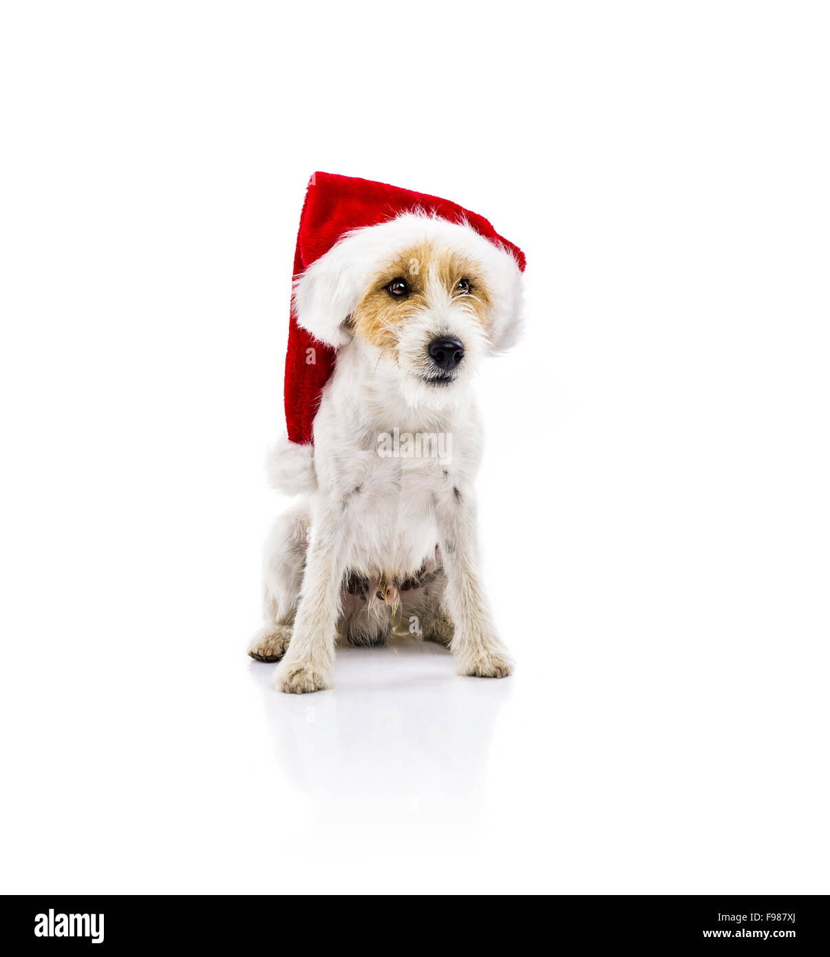 Dog sitting in winter Cut Out Stock Images & Pictures - Alamy