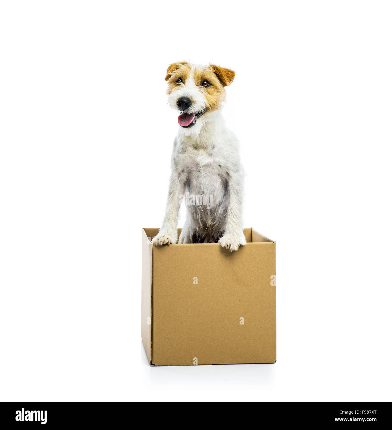 An adorable young parson russell terrier dog inside a cardboard box ...
