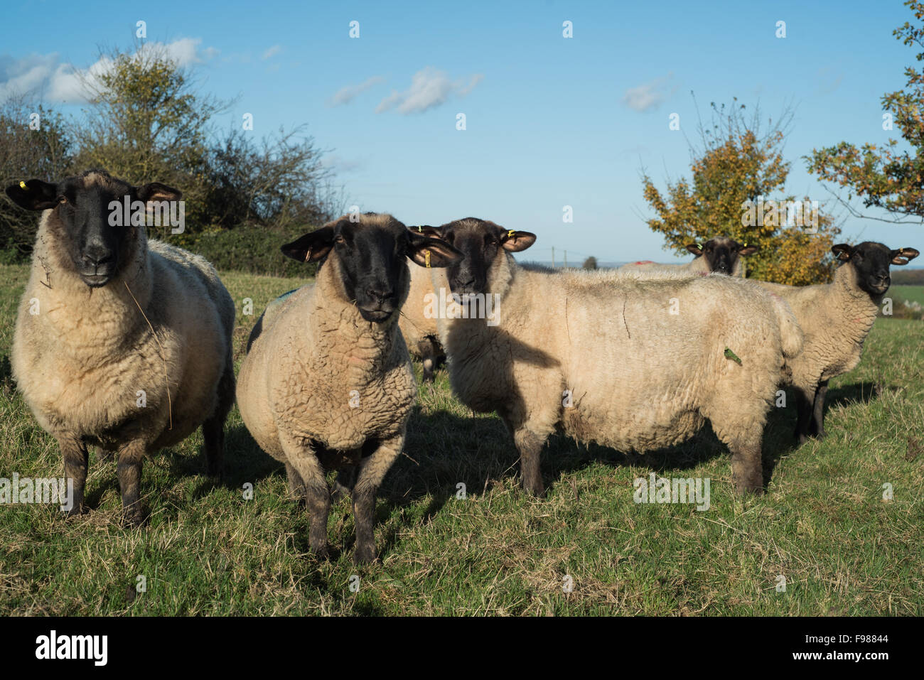 Sheep in Farmyard Stock Photo - Alamy