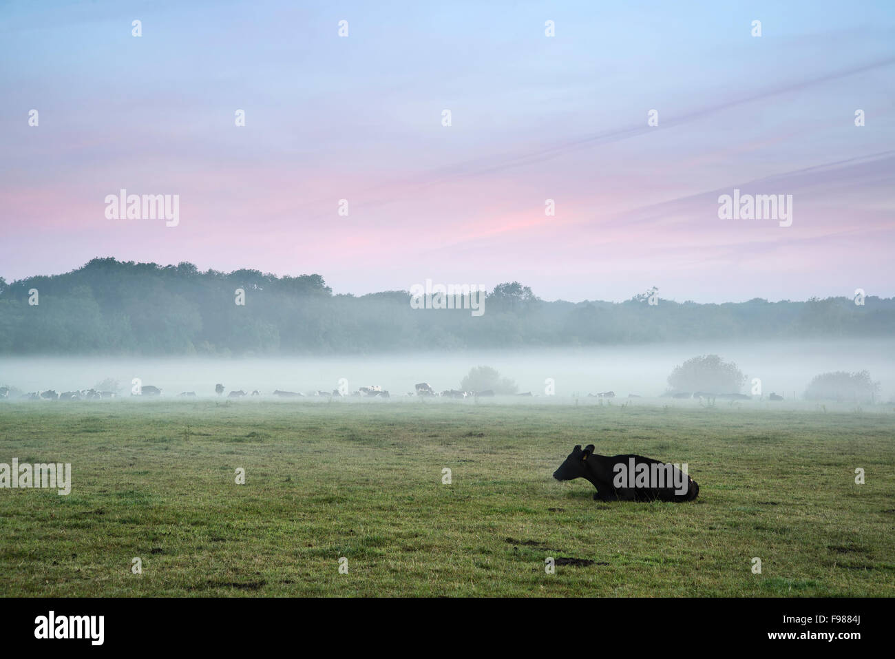 Cows in field during misty sunrise in English countryside Stock Photo ...