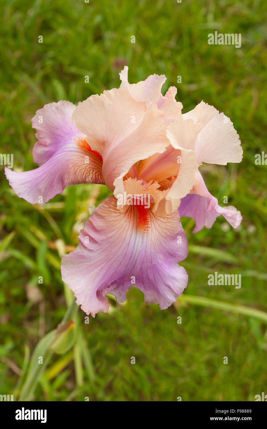 Pink Iris 2 Stock Photo - Alamy