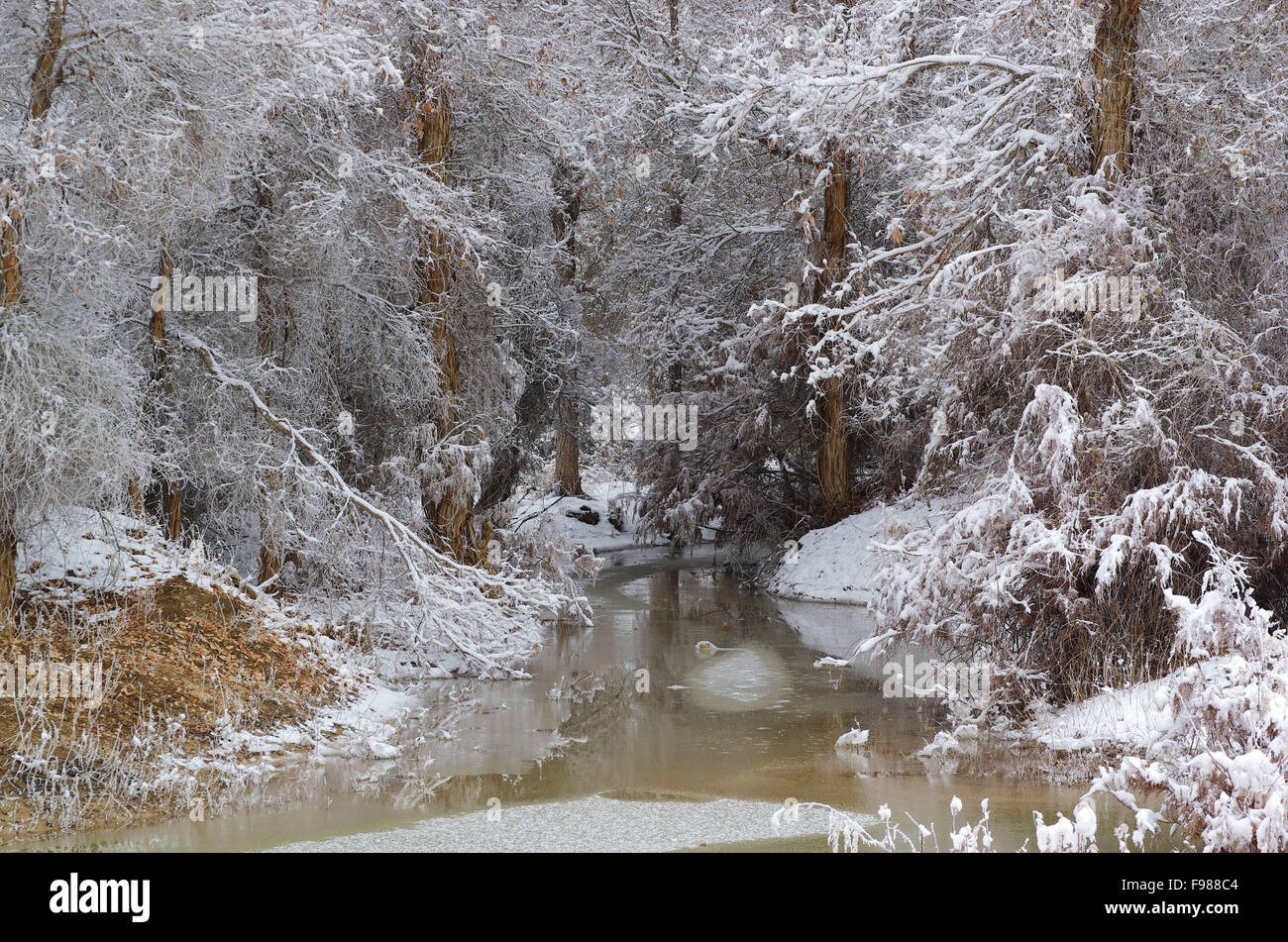 Aksu. 13th Dec, 2015. Photo taken on Dec. 13, 2015 shows the rime ...