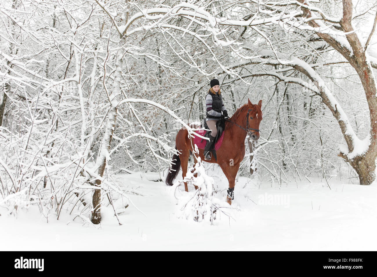 Girl riding on horseback through the winter woods Stock Photo - Alamy