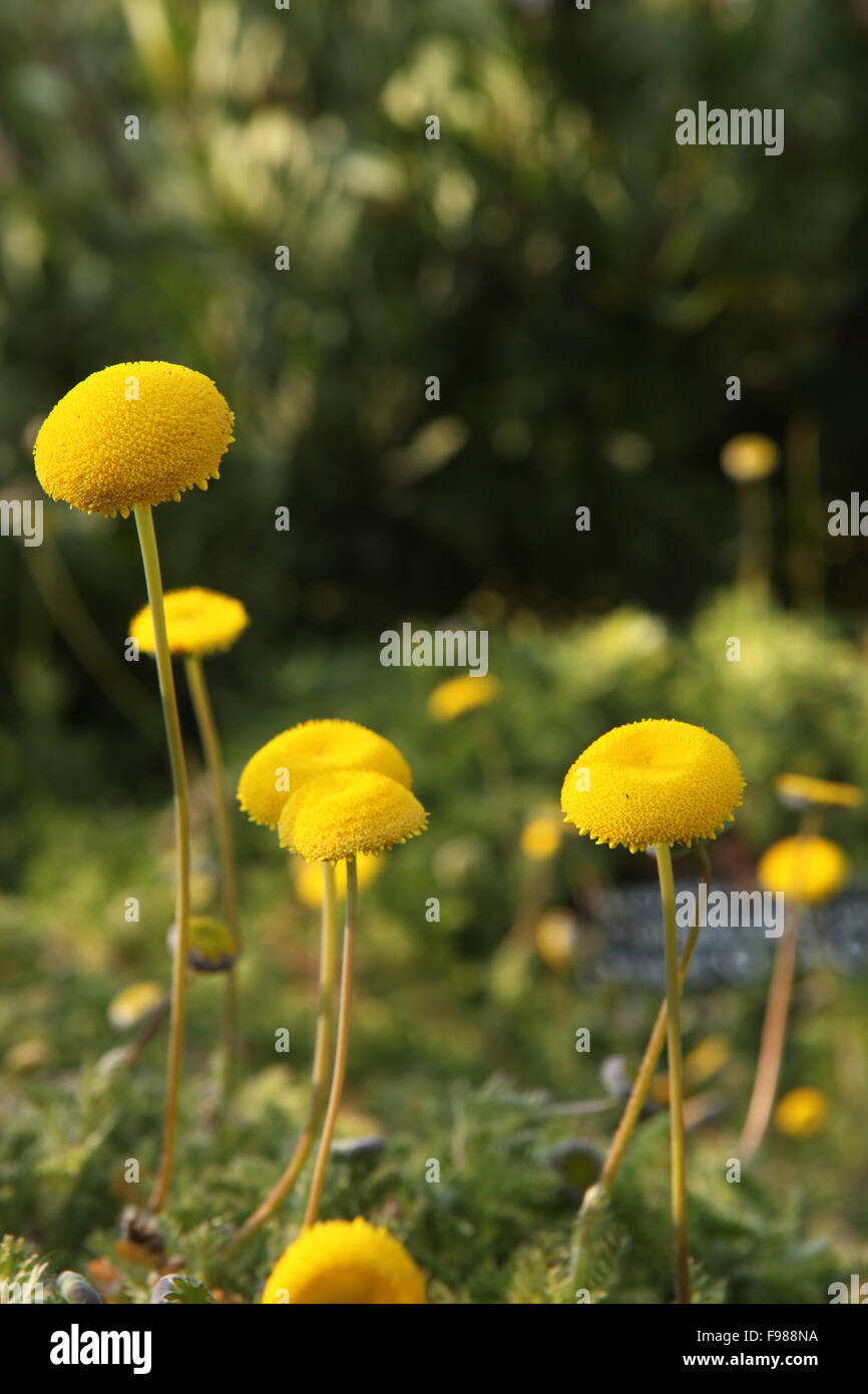 Empty Daisy Flower Buds Outdoors in the Sunshine Stock Photo - Alamy