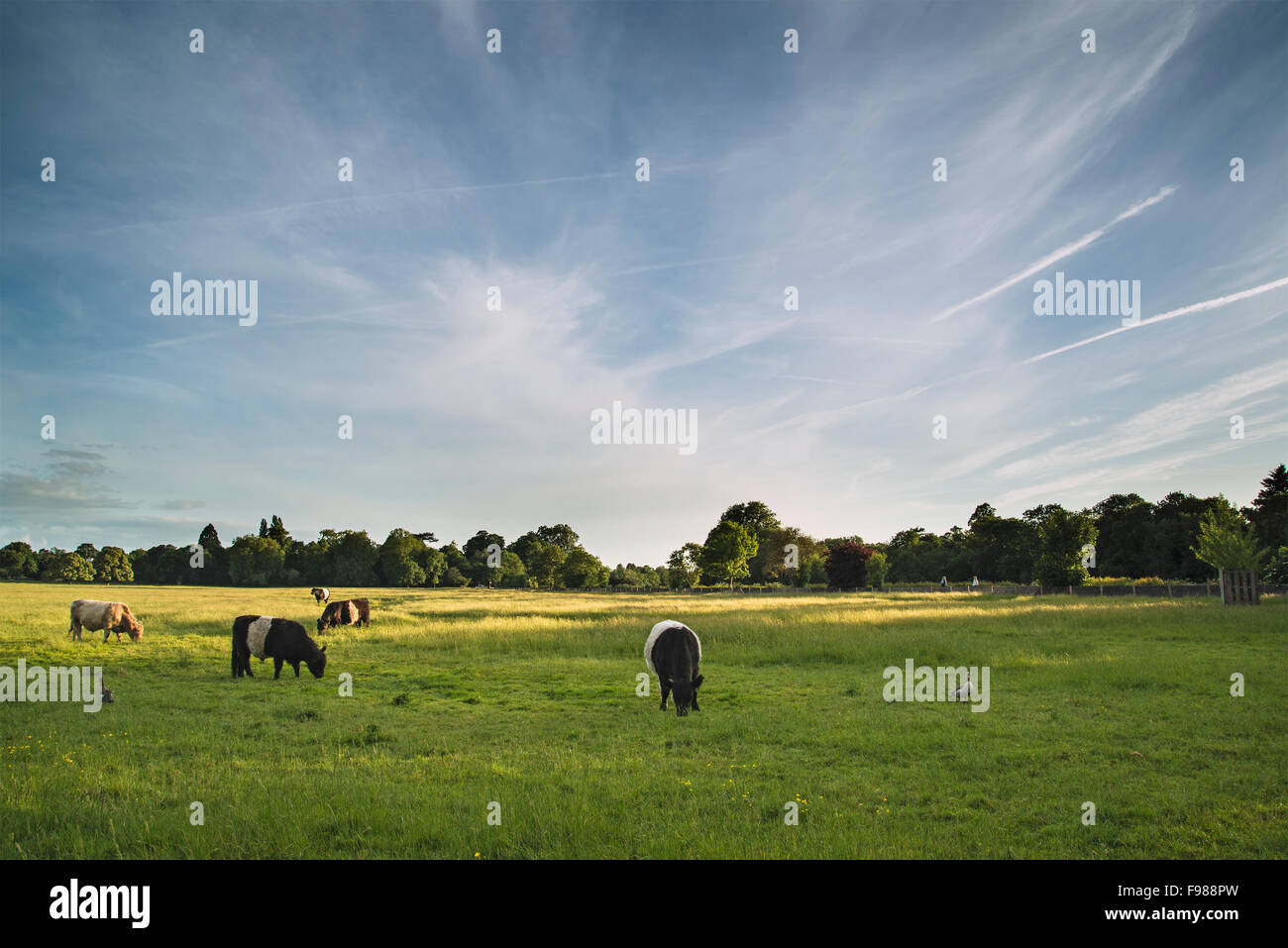 Cows in the landscape hi-res stock photography and images - Alamy